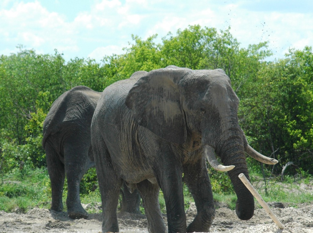 Bwana Dave | Late Season Botswana Hunt
